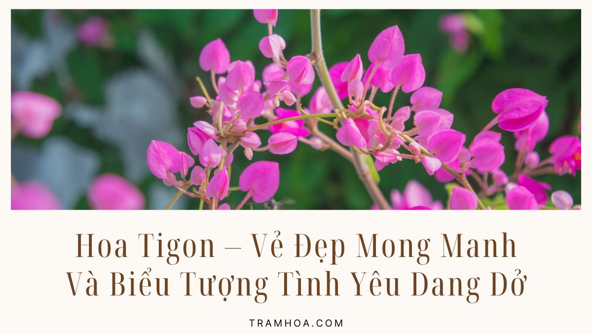 Hoa Tigon – Vẻ Đẹp Mong Manh Và Biểu Tượng Tình Yêu Dang Dở - Trạm Hoa