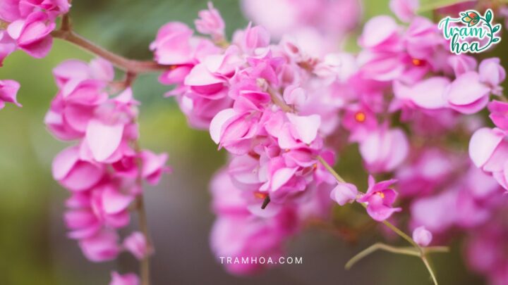 Hoa Tigon – Vẻ Đẹp Mong Manh Và Biểu Tượng Tình Yêu Dang Dở - Trạm Hoa