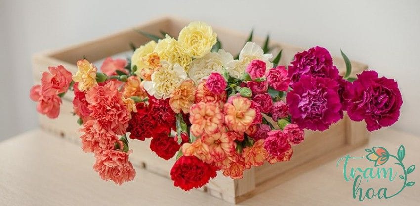 Giải mã ý nghĩa hoa cẩm chướng - Trạm Hoa
