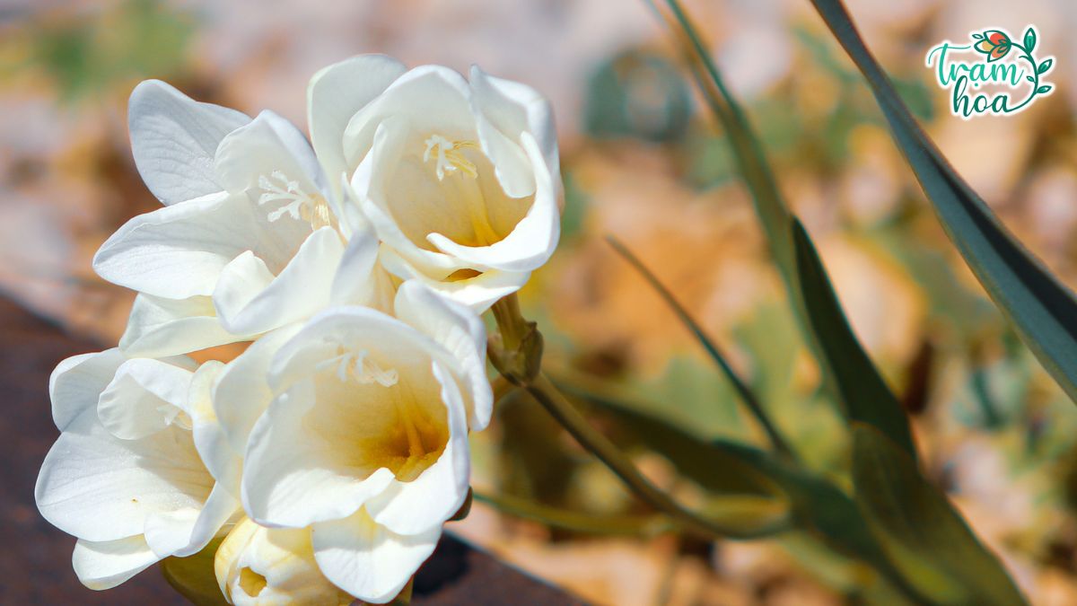 Hoa Lan Tiên - Vẻ đẹp nhẹ nhàng, tinh khiết | Trạm Hoa