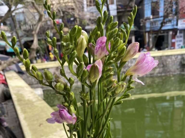 Hoa Lan Tiên - Vẻ đẹp nhẹ nhàng, tinh khiết | Trạm Hoa