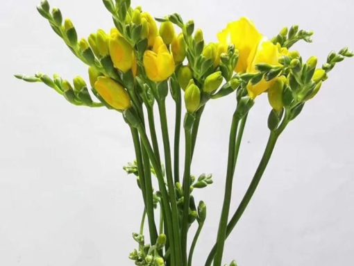 Hoa Lan Tiên - Vẻ đẹp nhẹ nhàng, tinh khiết | Trạm Hoa