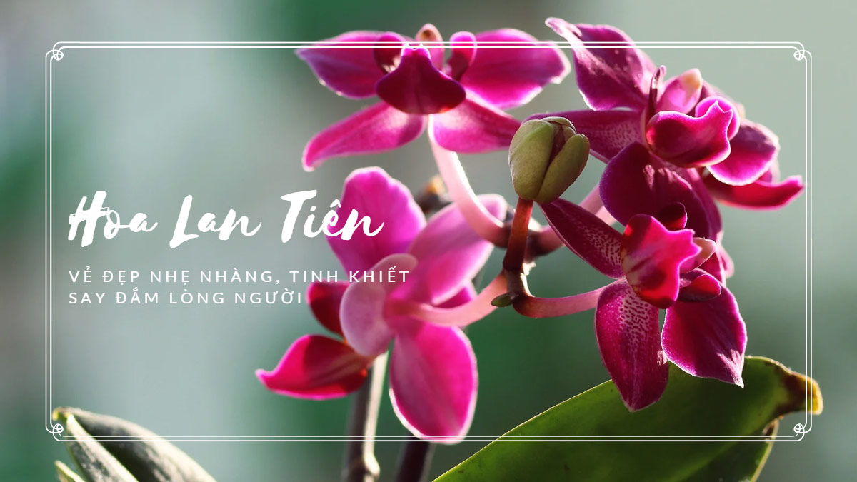 Hoa Lan Tiên - Vẻ đẹp nhẹ nhàng, tinh khiết | Trạm Hoa