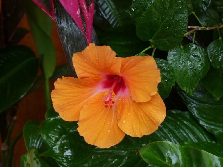 Hoa Dâm Bụt - Tìm Hiểu Về Nguồn Gốc, đặc điểm, ý Nghĩa | Trạm Hoa