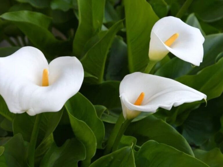 Hoa Thủy Vu - Sắc Hoa Say đắm Lòng Người | Trạm Hoa