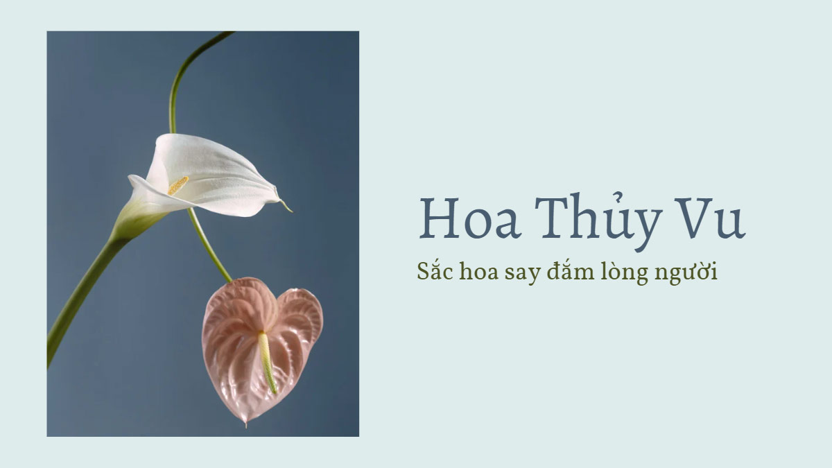 Hoa Thủy Vu - Sắc hoa say đắm lòng người | Trạm Hoa