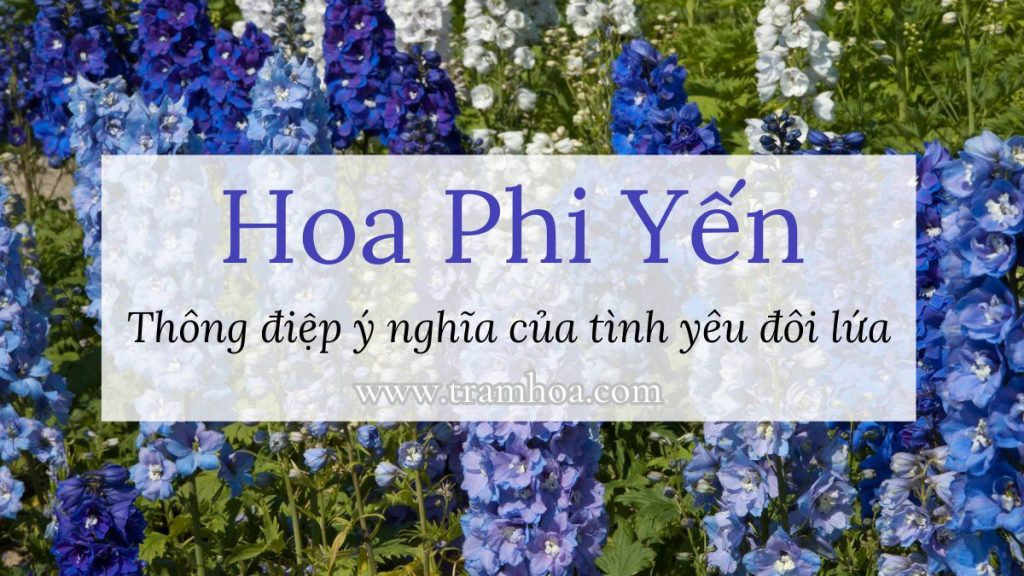 Hoa Phi Yến - Thông điệp ý Nghĩa Của Tình Yêu đôi Lứa | Trạm Hoa