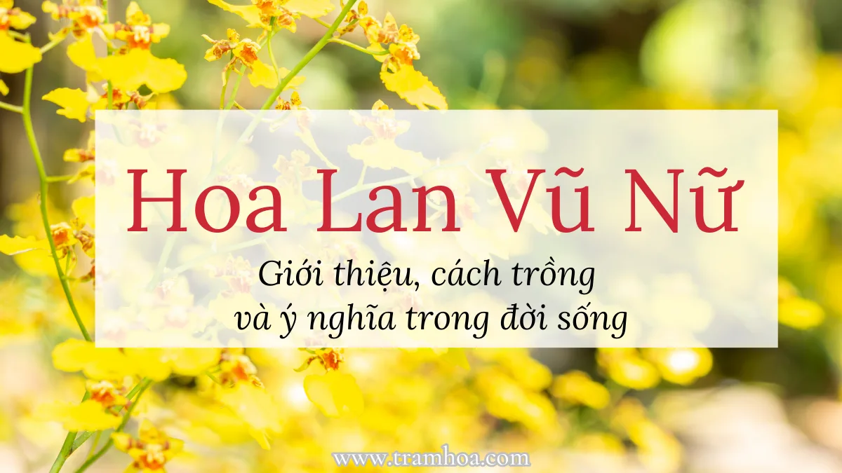 Hoa vũ nữ - Giới thiệu, cách trồng và ý nghĩa trong đời sống - Trạm Hoa