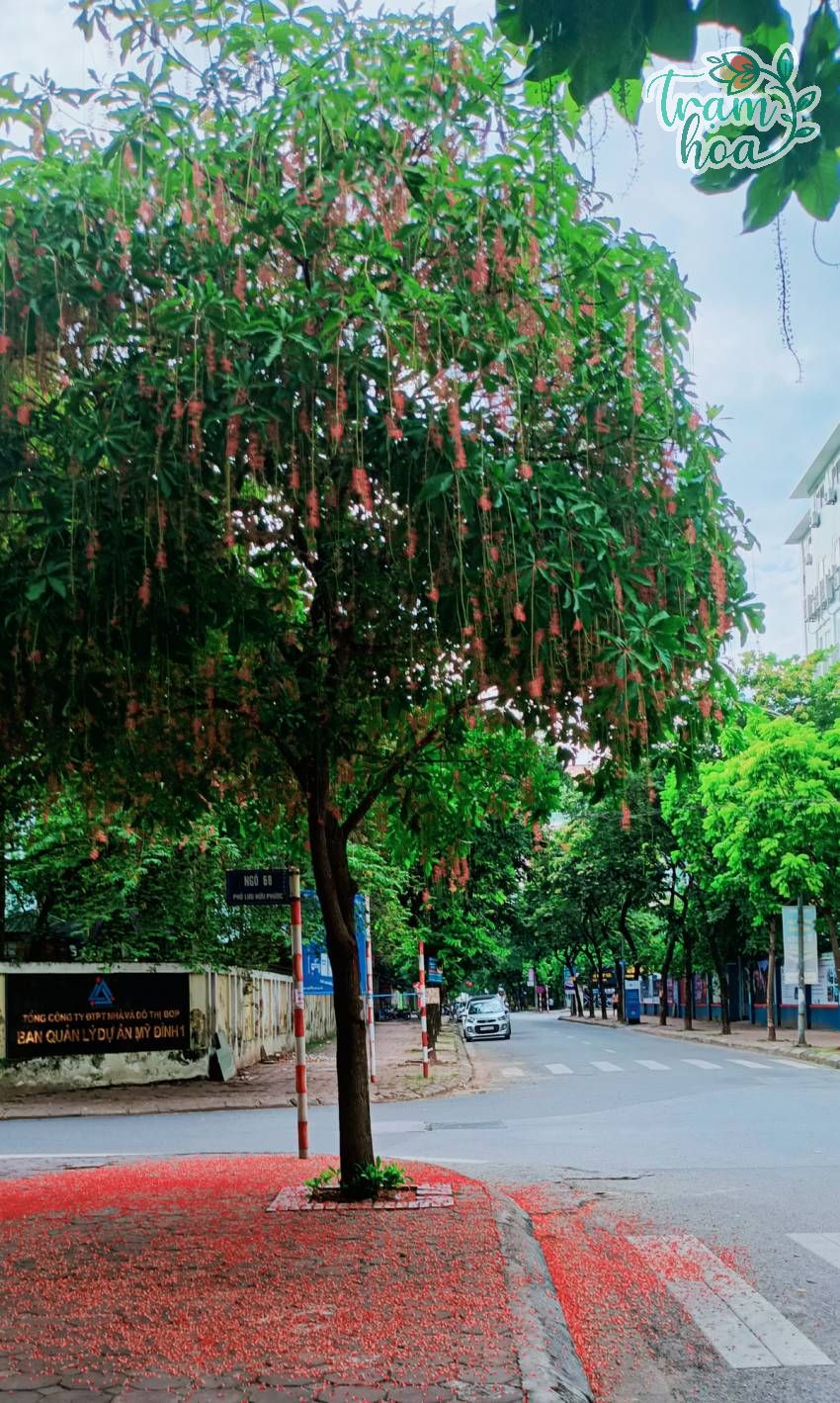 Tìm hiểu đặc điểm và ý nghĩa của cây lộc vừng mà có thể bạn chưa biết ...