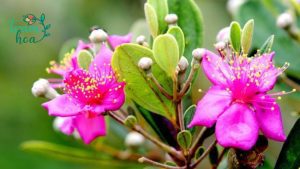 Cây Sim - Ý Nghĩa, Cách Trồng Và Tác Dụng Bất Ngờ | Trạm Hoa