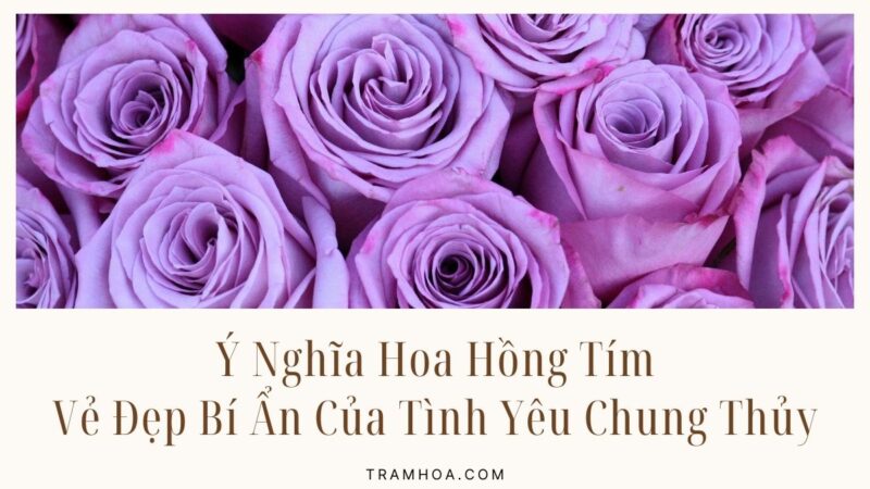 Ý Nghĩa Hoa Hồng Tím - Biểu Tượng Tình Yêu Chung Thủy